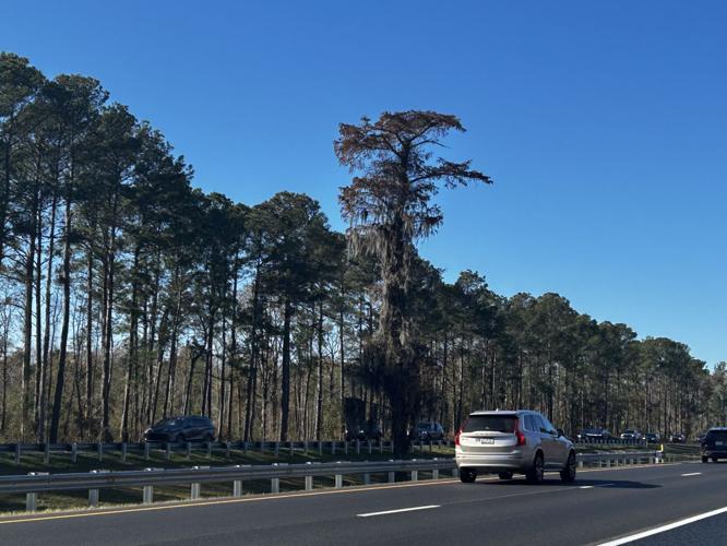 Tree marks halfway point between Charleston and Columbia