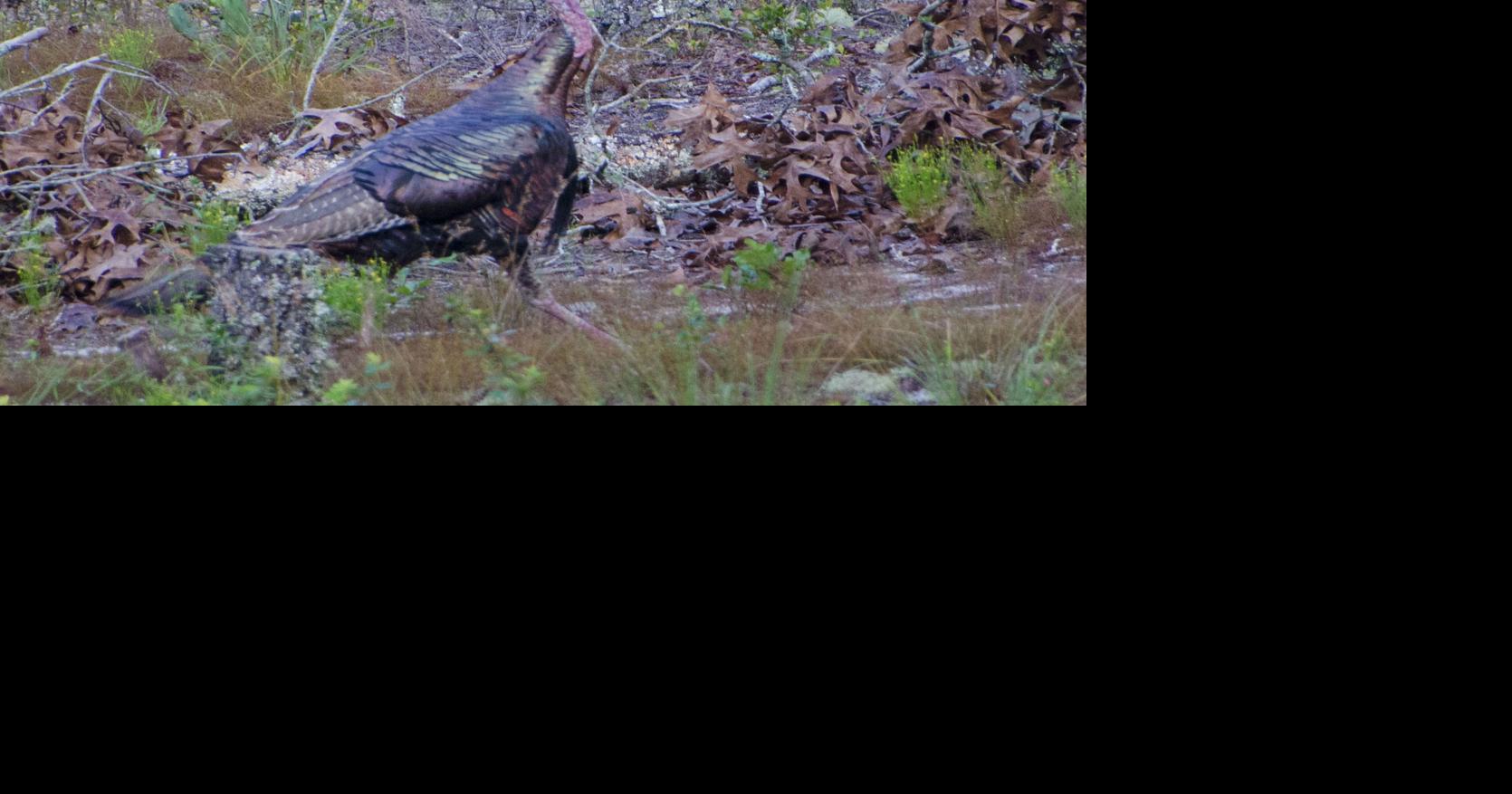SC wild turkeys on the decline, but not time to 'press the panic button'
