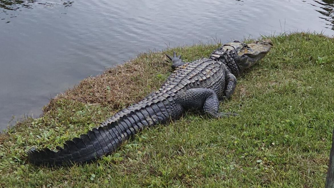Charleston area gator euthanized was no harm, residents say