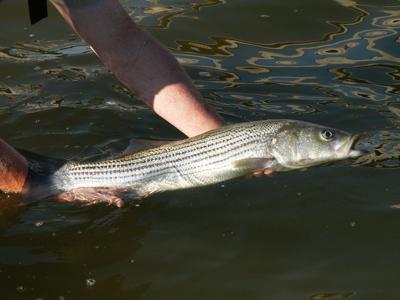 Santee Cooper striped bass stocking important to area fishery's success