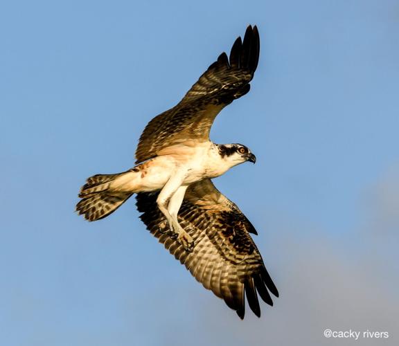 For over 40 years, a pair of ospreys returns to a nest in the Old Village