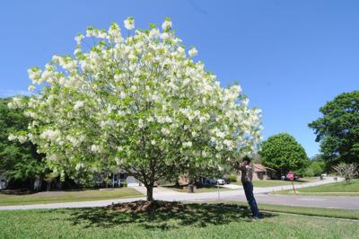 grancy graybeard tree
