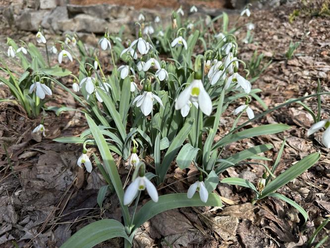 Snowdrops bring cheer and charm to winter gardens everywhere