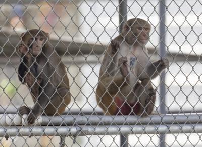 Do the escaped monkey have shot at freedom? It's complicated