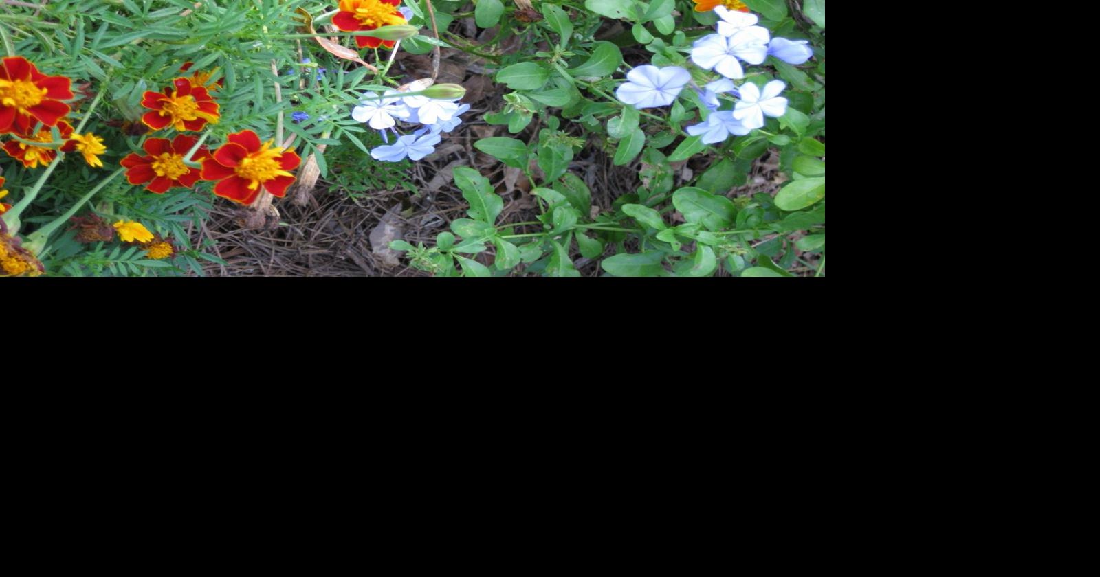 Your guide to what, and when, to plant in the Lowcountry