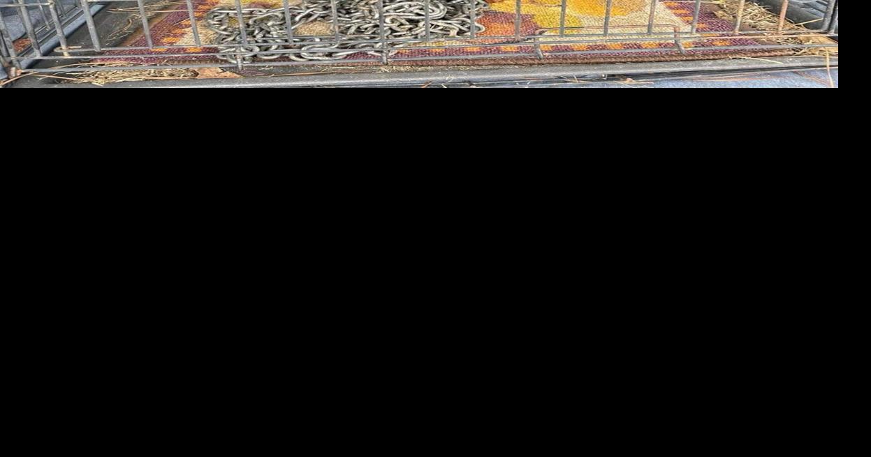 ANIMAL CONNECTION: Shelter dog Courage displays strength in face of ...