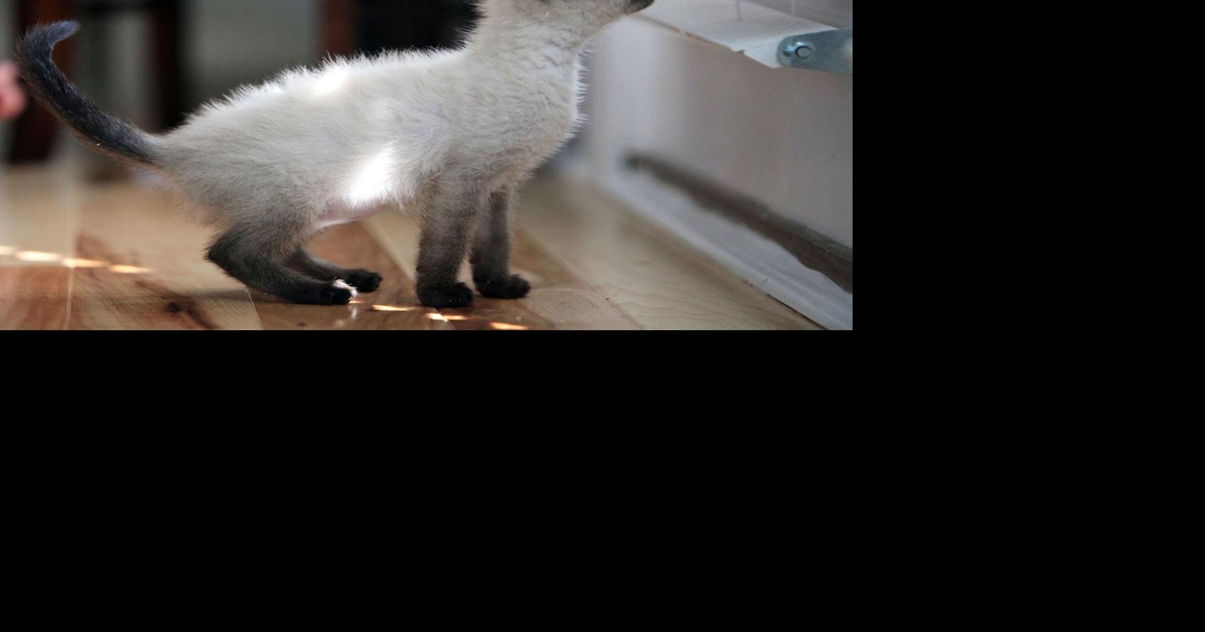 Kitten replaces mauled cat | Archives | postandcourier.com