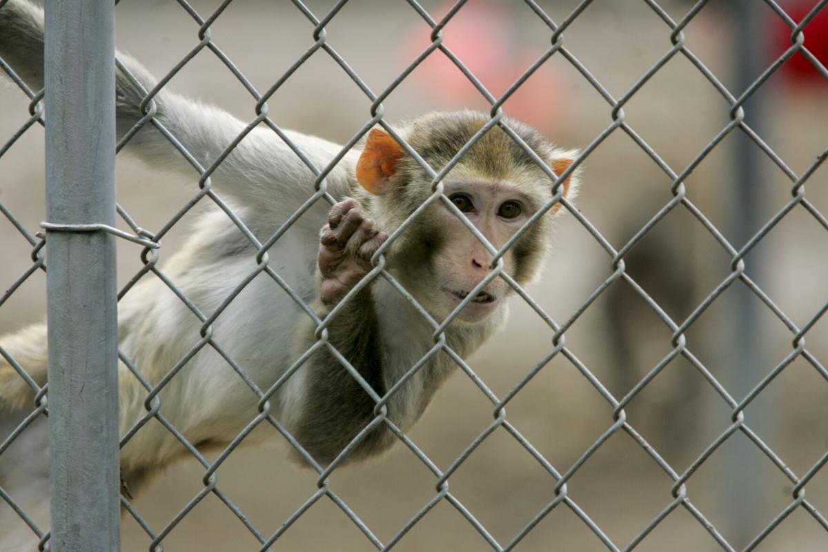 Escaped monkeys raises questions about Yemassee primate farm ...
