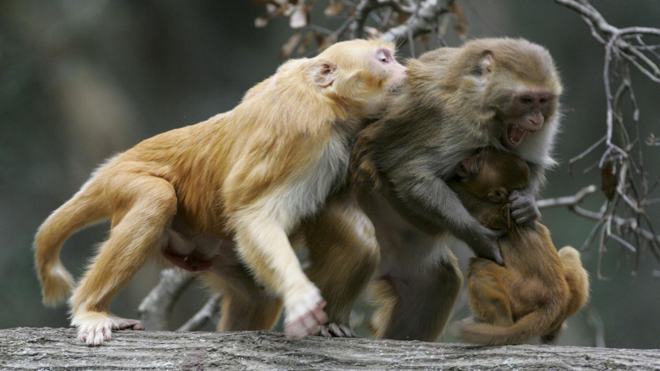 SC Morgan Island houses rhesus monkeys used in research