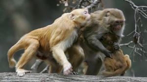 SC Morgan Island houses rhesus monkeys used in research