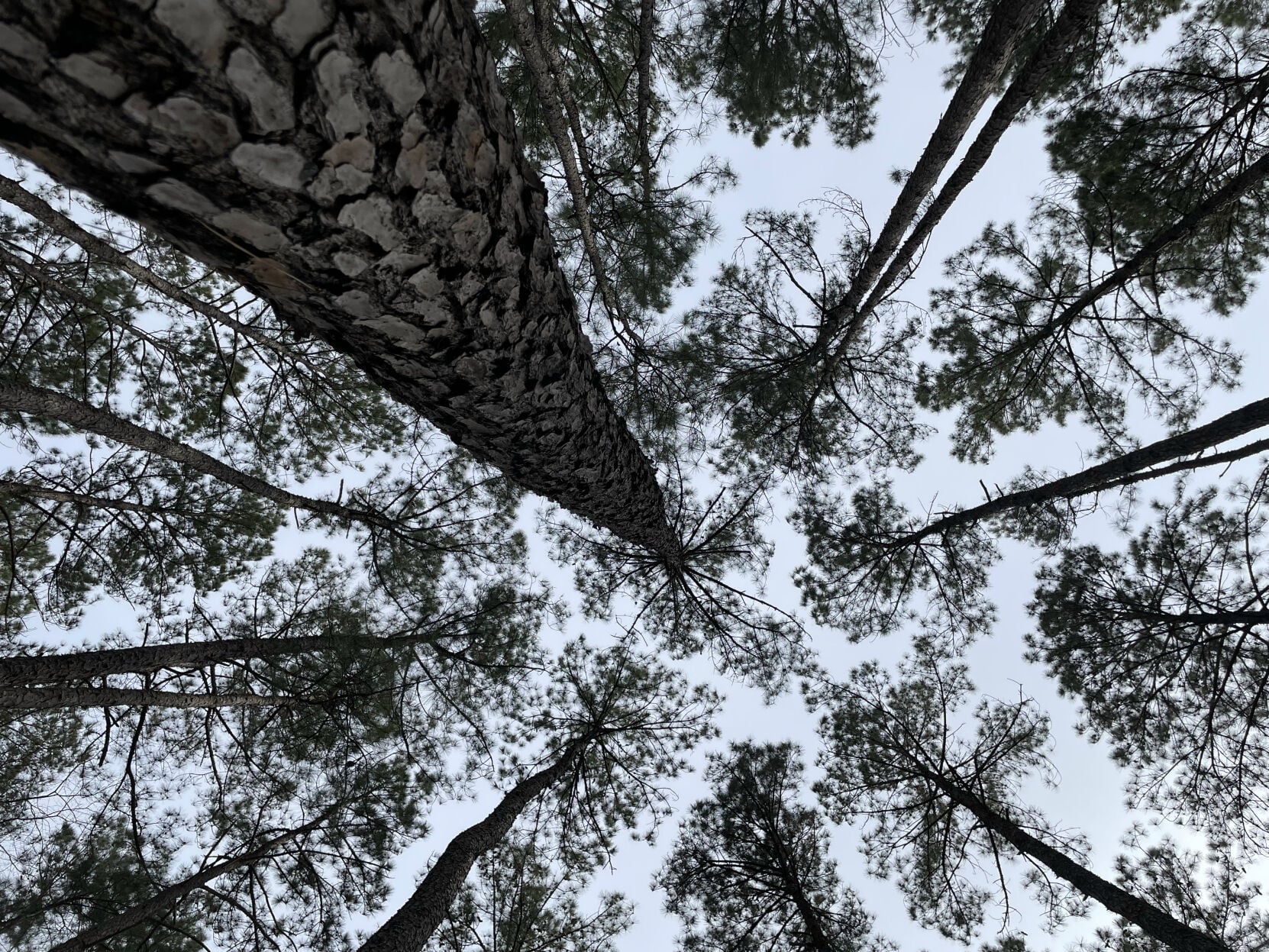 SC drought leaves local trees dried out and vulnerable