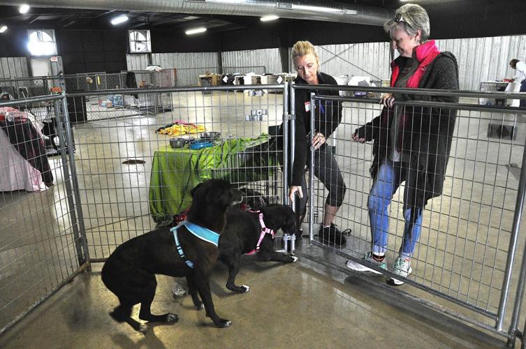 Shelter from the storm: Team Stinkykiss seeking homes for canine ...