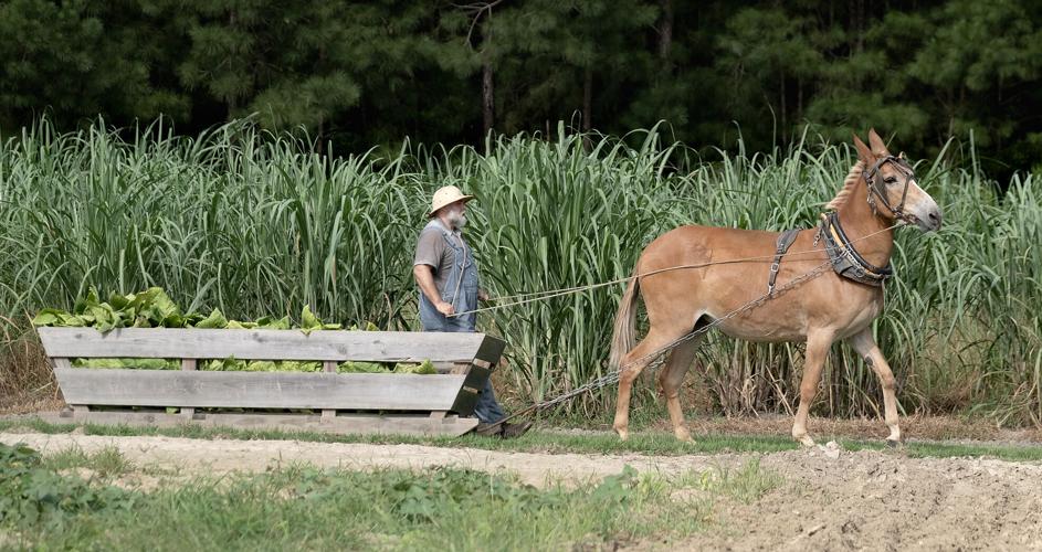 Conway living history farm celebrates tobacco heritage