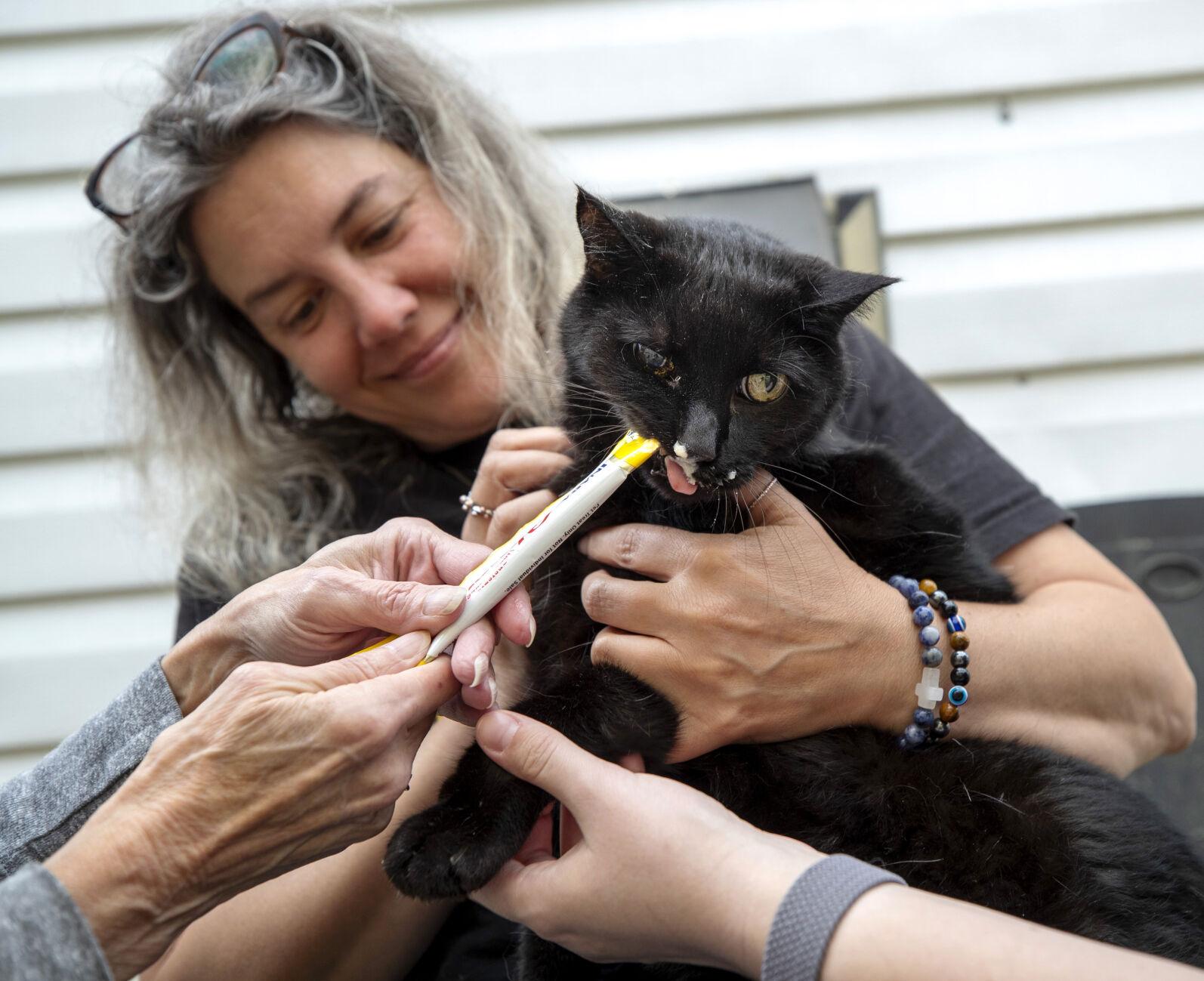 Elderly cat sanctuary gives end-of-life comfort to animals | News ...