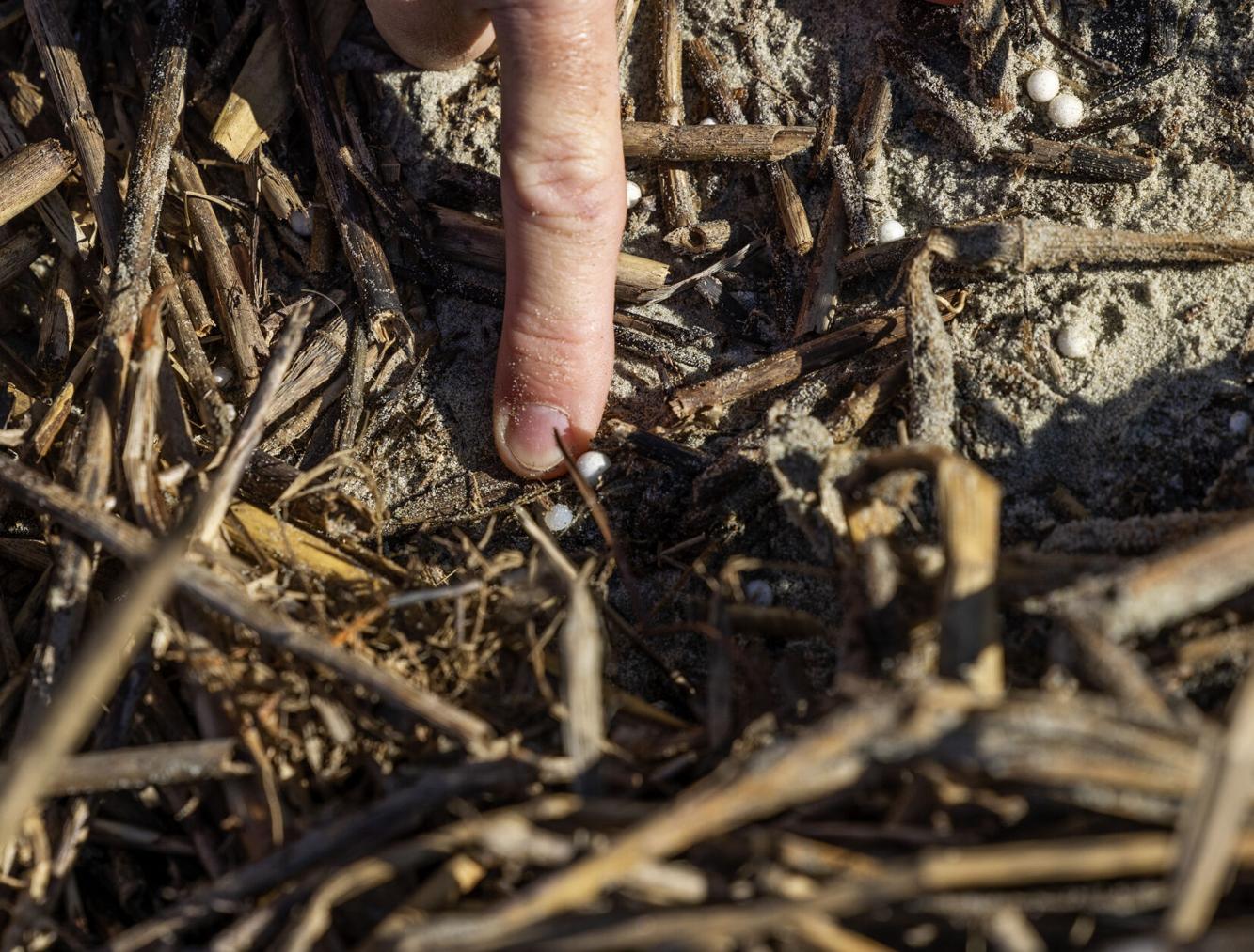 Plastic nurdles often wash ashore around Charleston Harbor