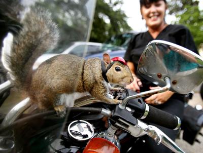Zipper: The bar-fighting, motorcycle-riding squirrel