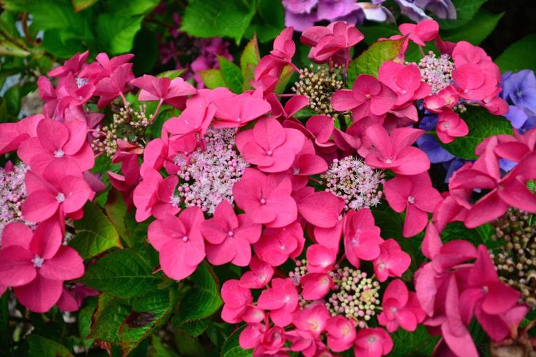 4 types of popular hydrangeas for the flower garden