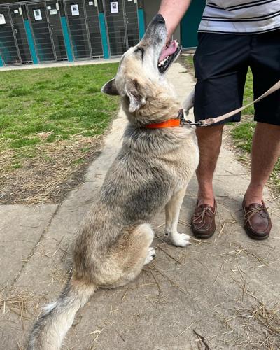 Fun event for a good cause: Woofstock Festival & Doggie Derby Days 2023