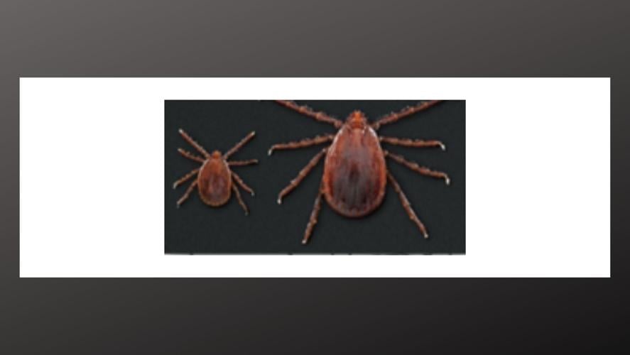 S.C. officials announce infestation of Asian longhorned ticks, seek to ...