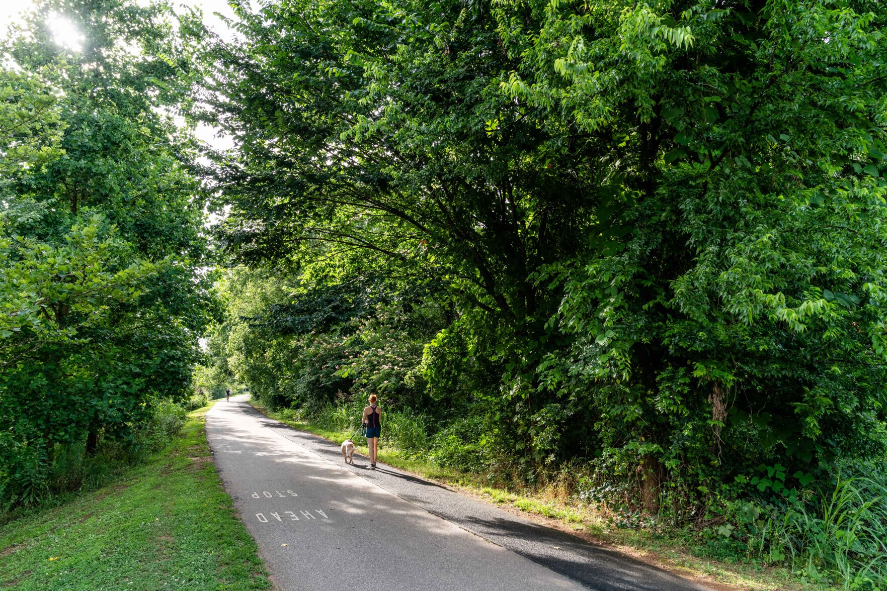 Known for its trees, Greenville may copy Atlanta to protect a shrinking ...