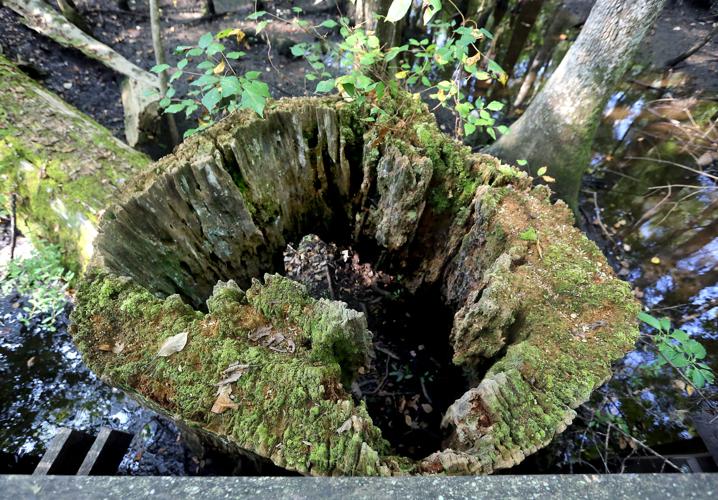 Audubon Center at Beidler Forest | Photos from The Post and Courier ...