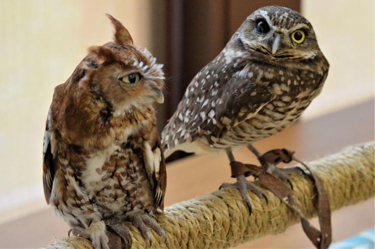 Lowcountry Raptors invade Hanahan Library | News | postandcourier.com
