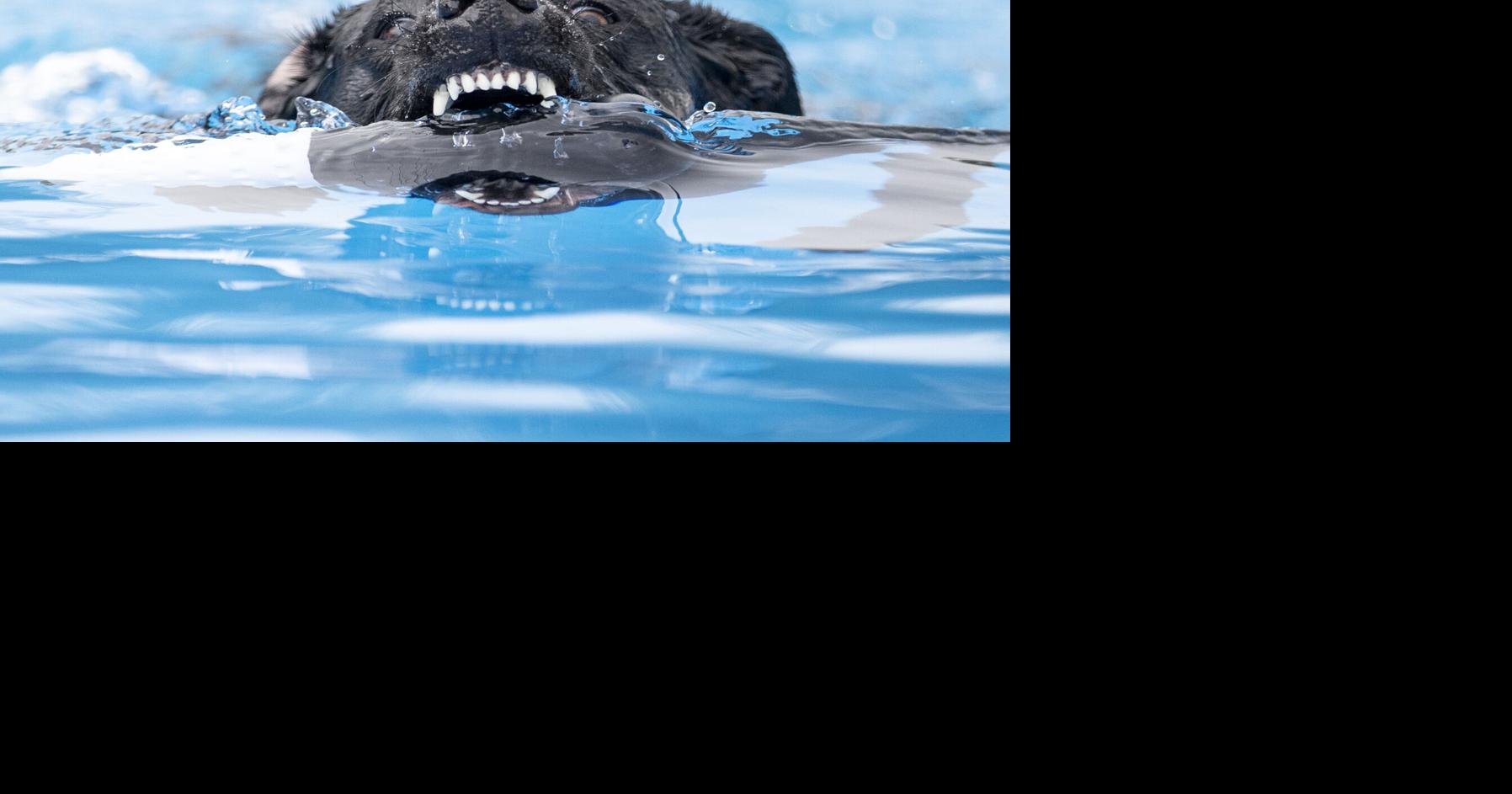 SEWE DockDogs events in Charleston return for the first time since COVID-19