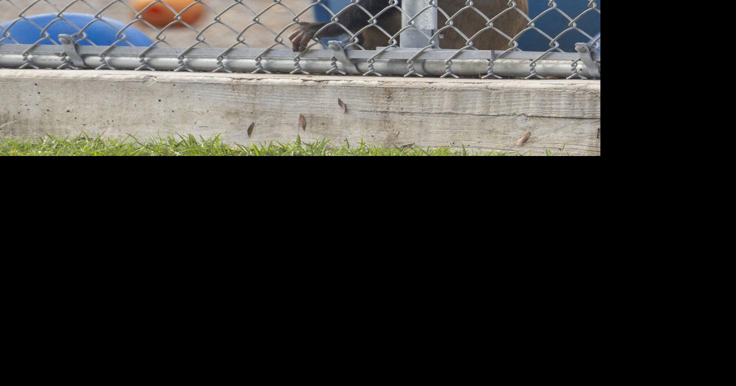 All 43 escaped SC monkeys captured, but questions remain.