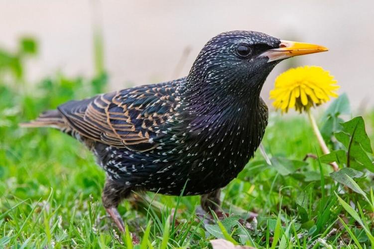 ECOVIEWS: Starlings are unpopular invaders