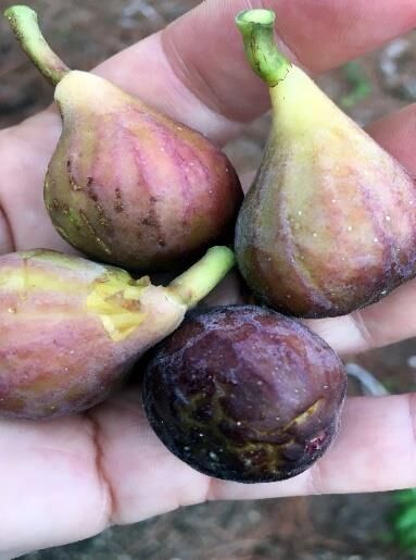 AIKEN MASTER GARDENERS: August is a great time to enjoy fresh figs ...