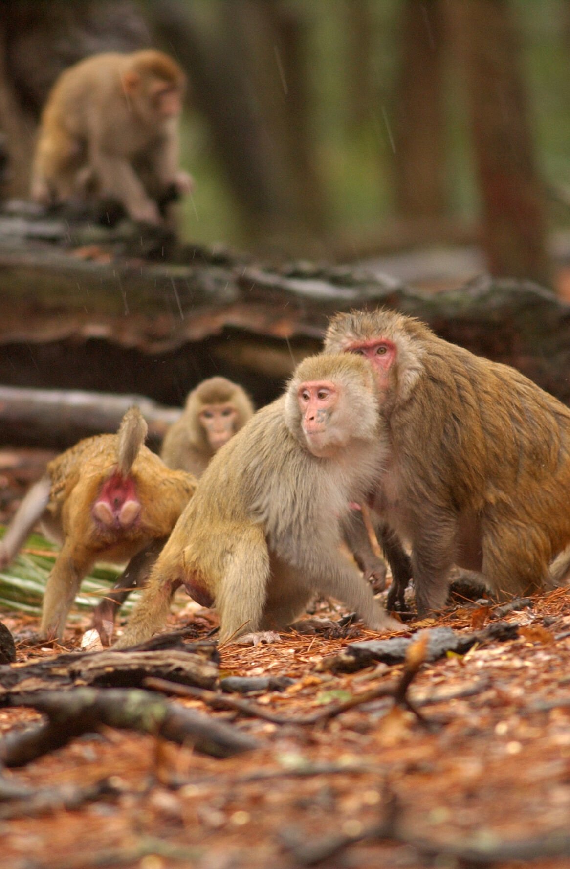 SC Morgan Island houses rhesus monkeys used in research