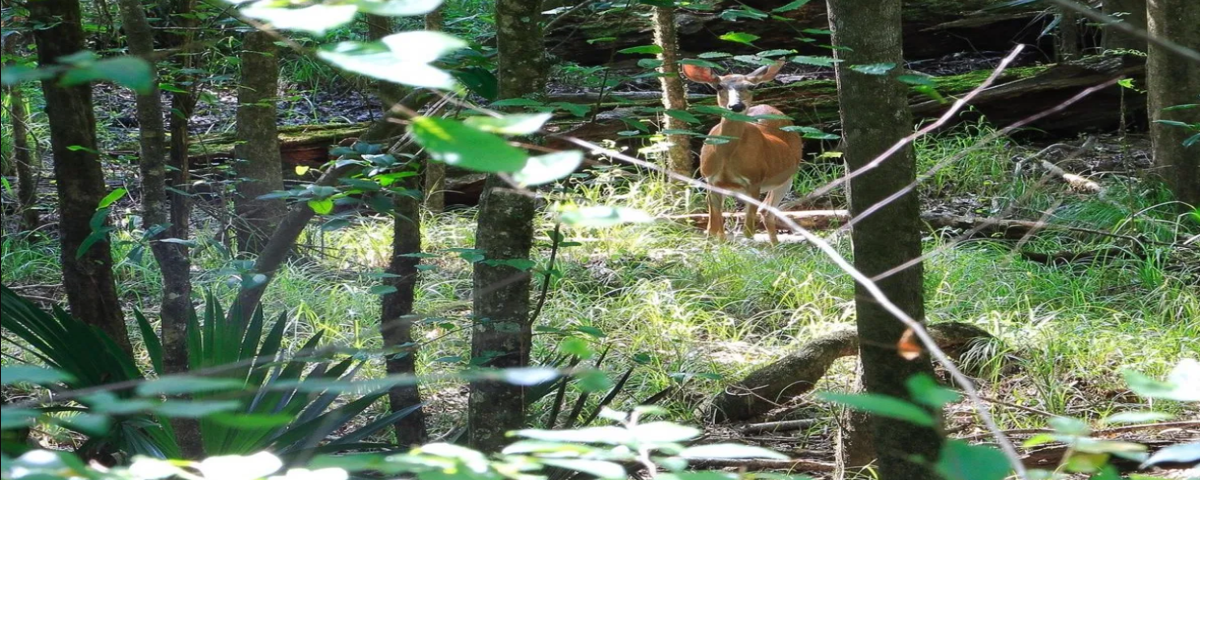 SCDNR takes conservative approach with hunting closures