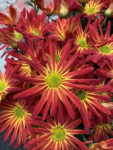 Gardening column: These mums are perfect for a fall garden