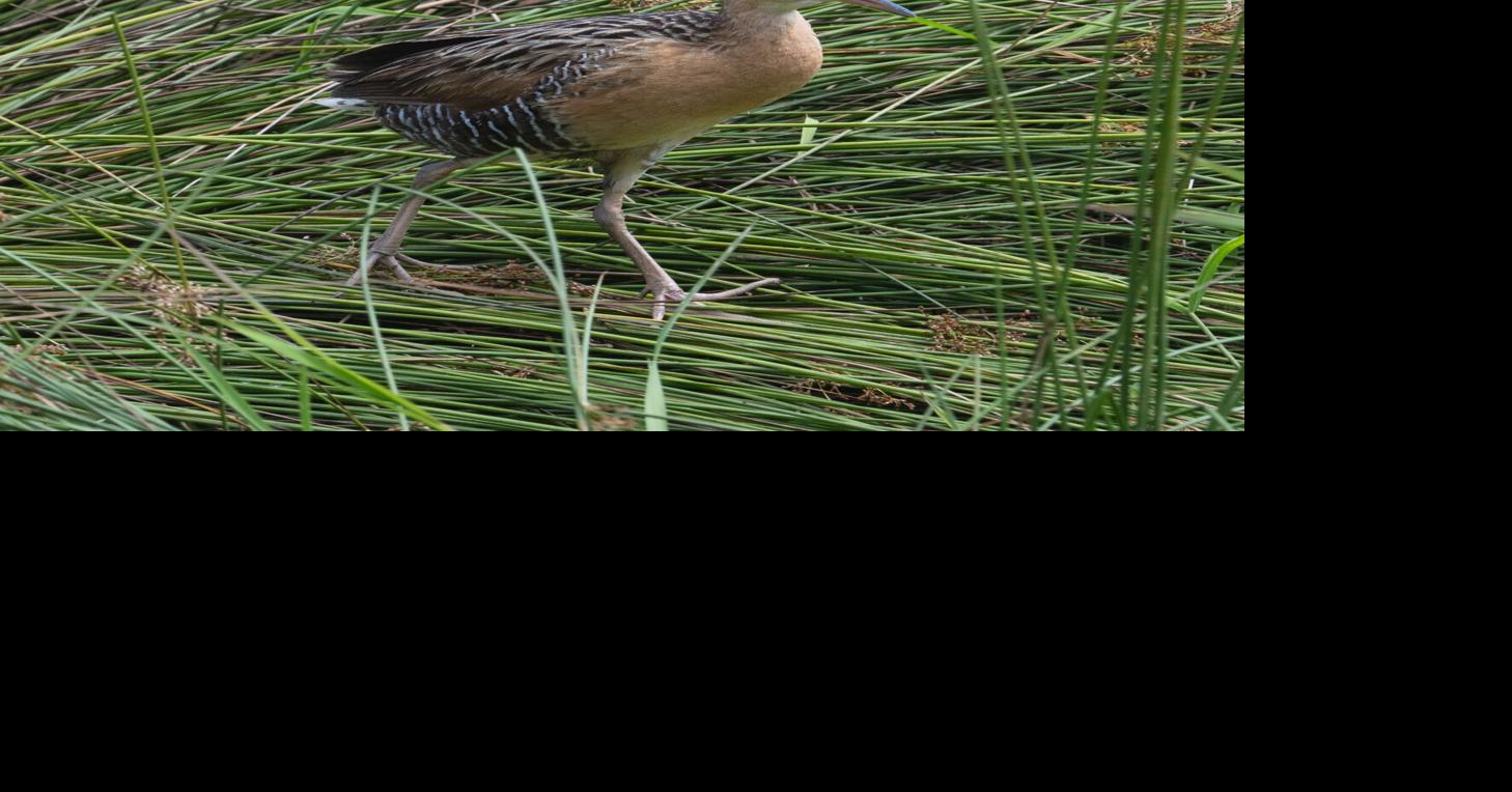 Rare king rail bird spotted in Clemson forest wetlands