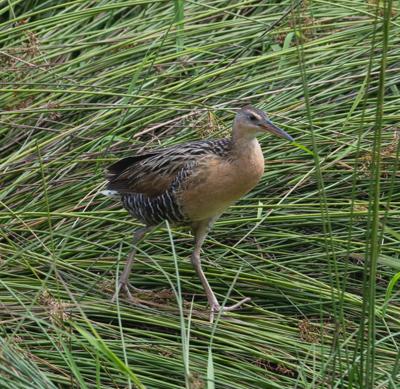 Rare king rail bird spotted in Clemson forest wetlands