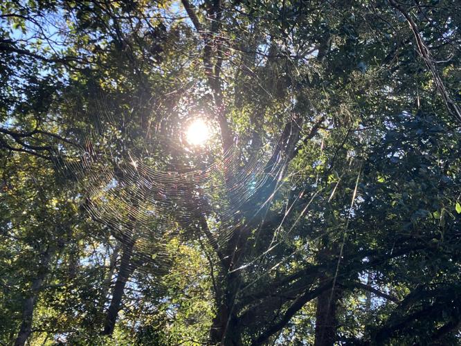 Joro spider population explodes in Upstate SC