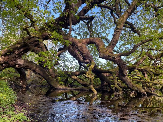 Wild swimming and underwater fireflies: How to experience the magic of ...
