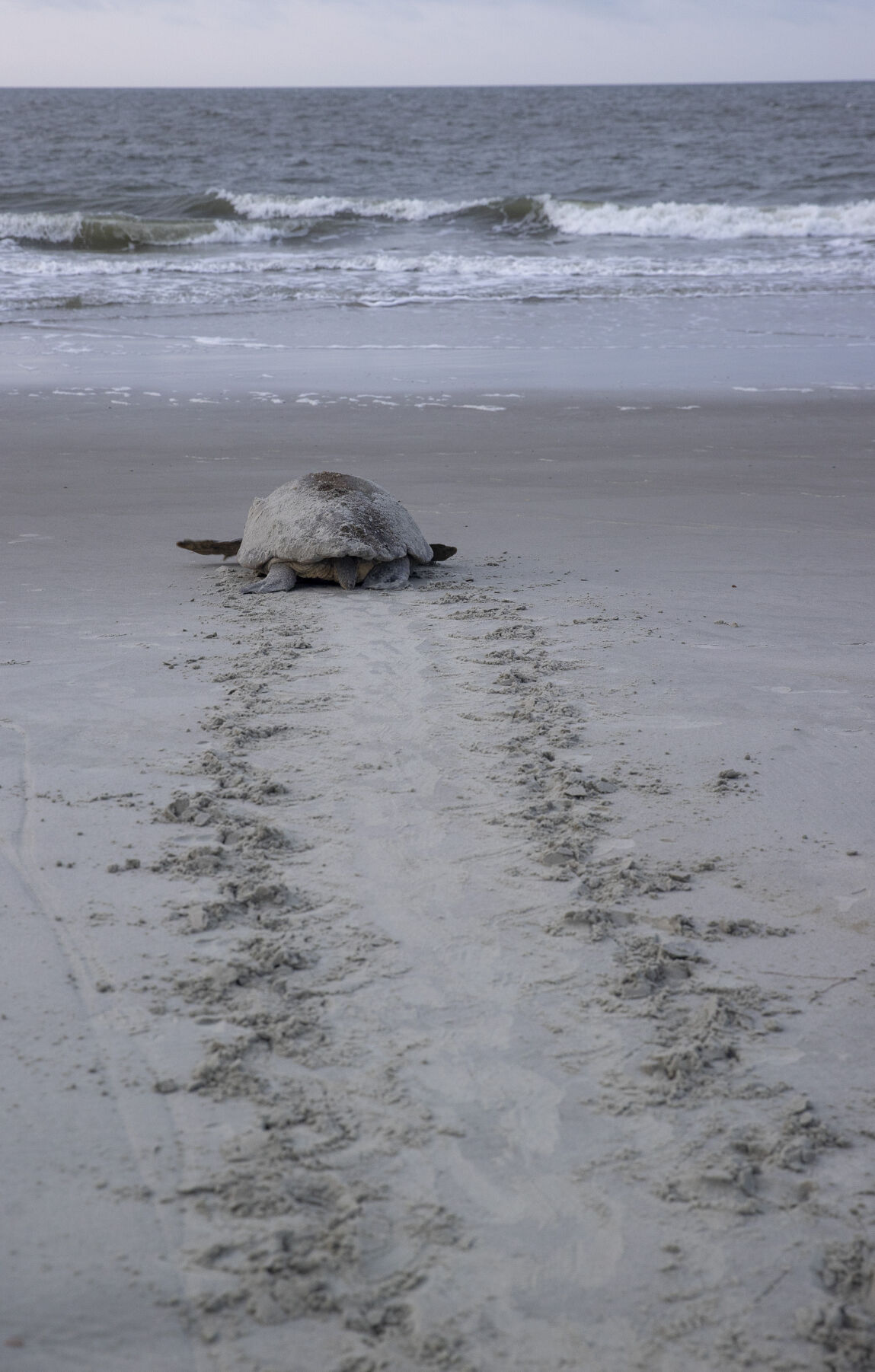 Photos: Sea Turtle Patrol on Hilton Head Island | Photo Galleries ...