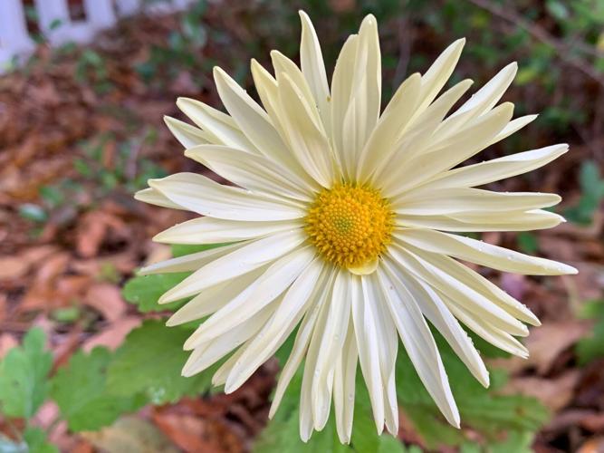 Gardening column: These mums are perfect for a fall garden