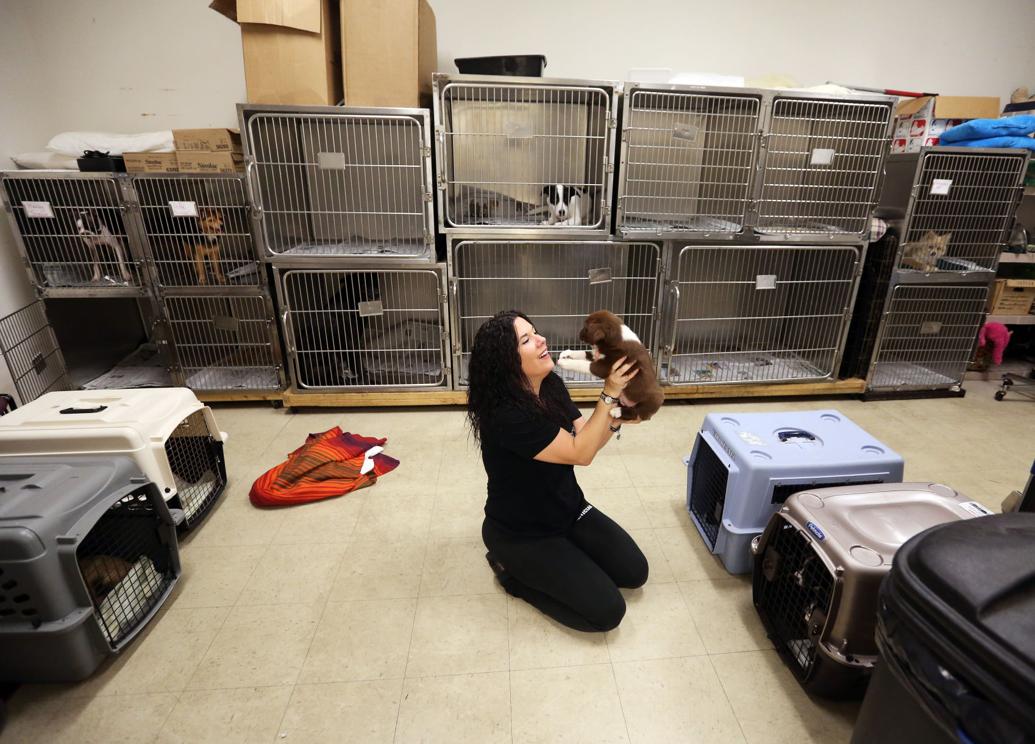 Berkeley County goes into the animal shelter business