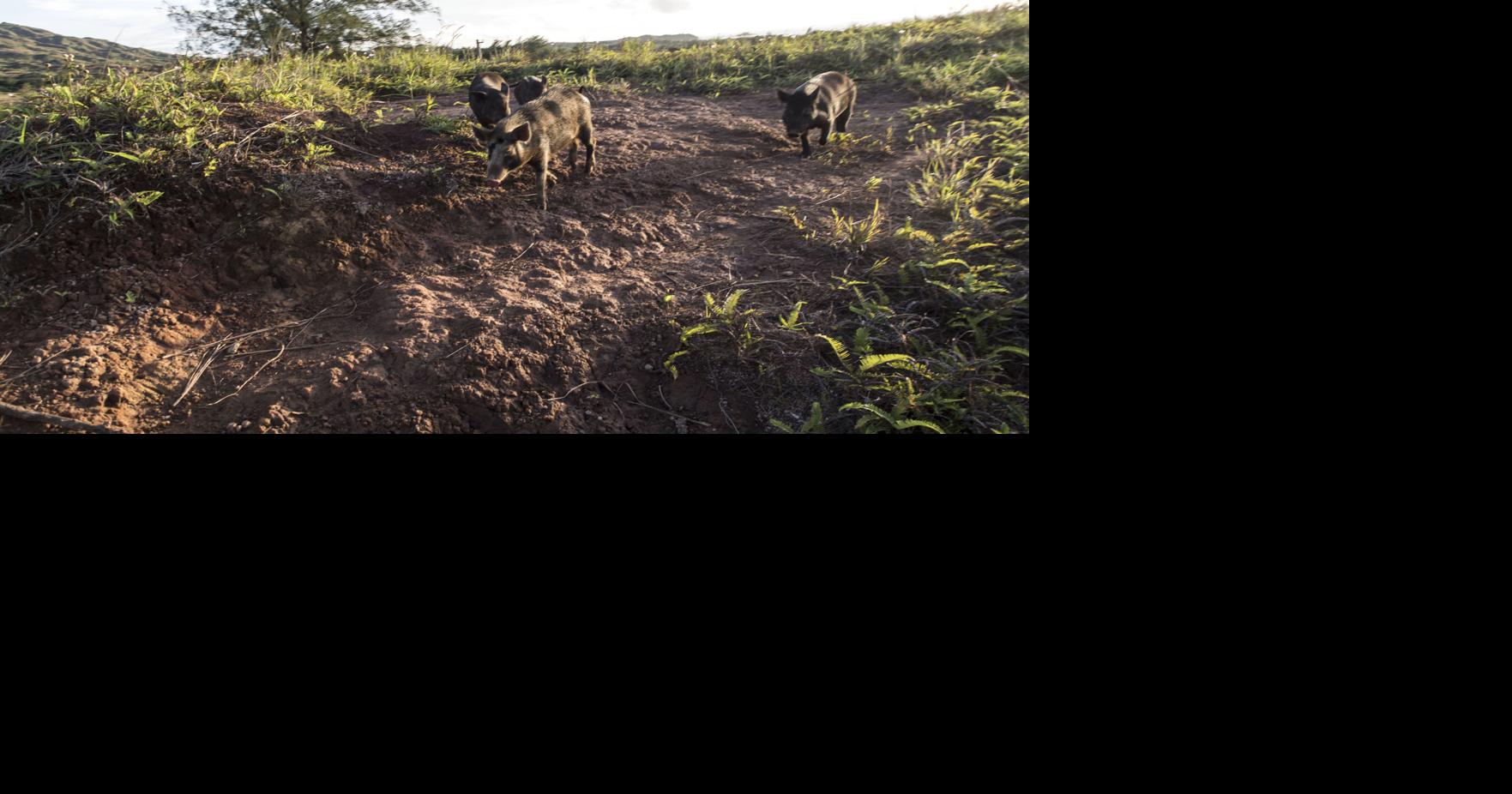Pig hunting derby will help feed families | Local News | postguam.com