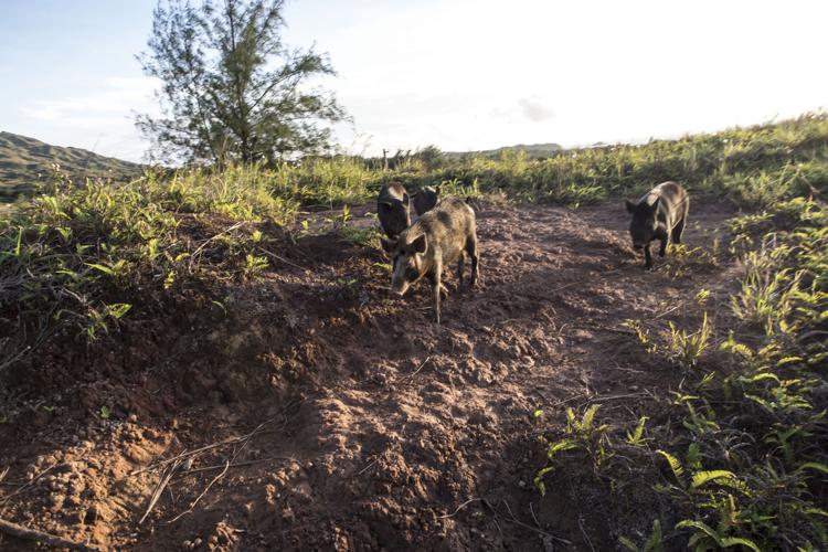 Snakes, beetles and feral pigs top Guam's list of invaders | Local News ...