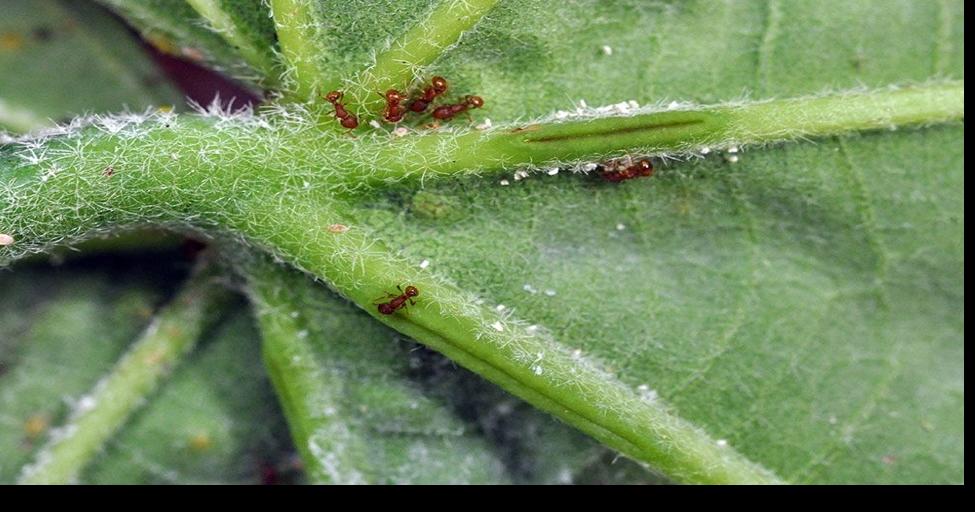 Entomologists: ‘Little fire ant treatment working’ | Guam News ...
