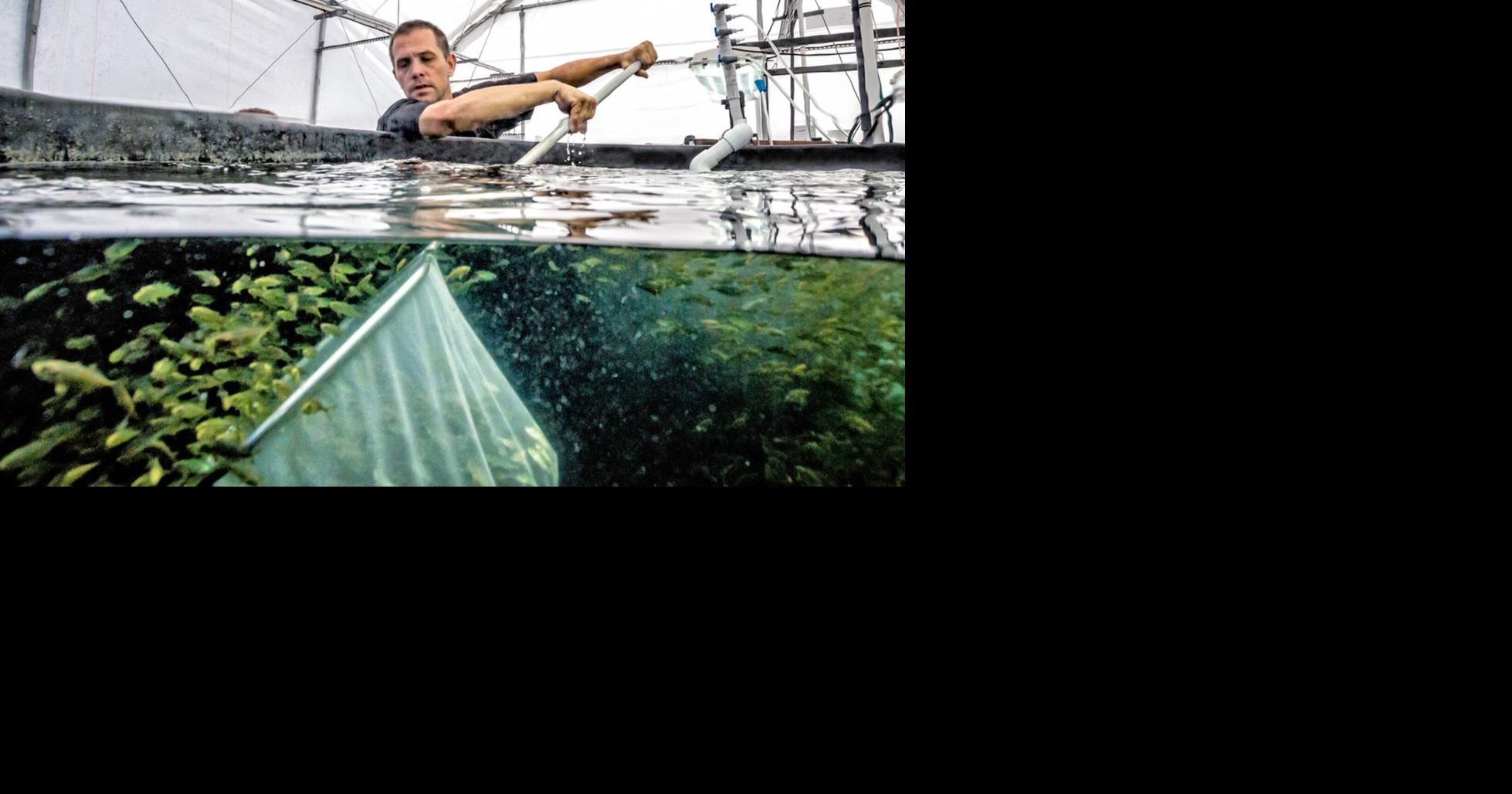 Open-ocean fish farm proposed off San Diego coast could be first in ...