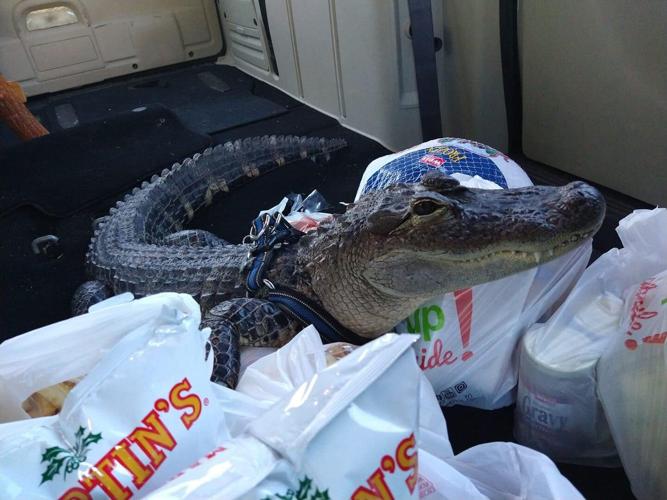 His emotional support animal is an alligator. They sleep in the same ...