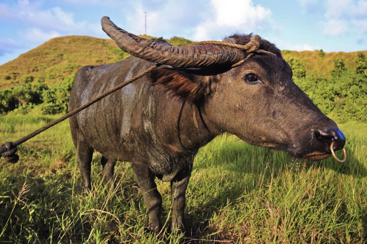 Getting to know the ga'ga's of Guam | Spots on the Rock | postguam.com