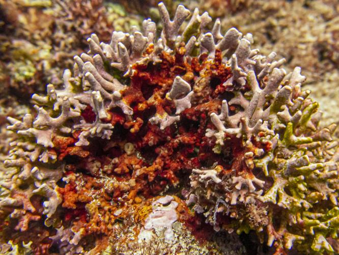 4 new species you've probably seen and didn't even realize it | Local ...
