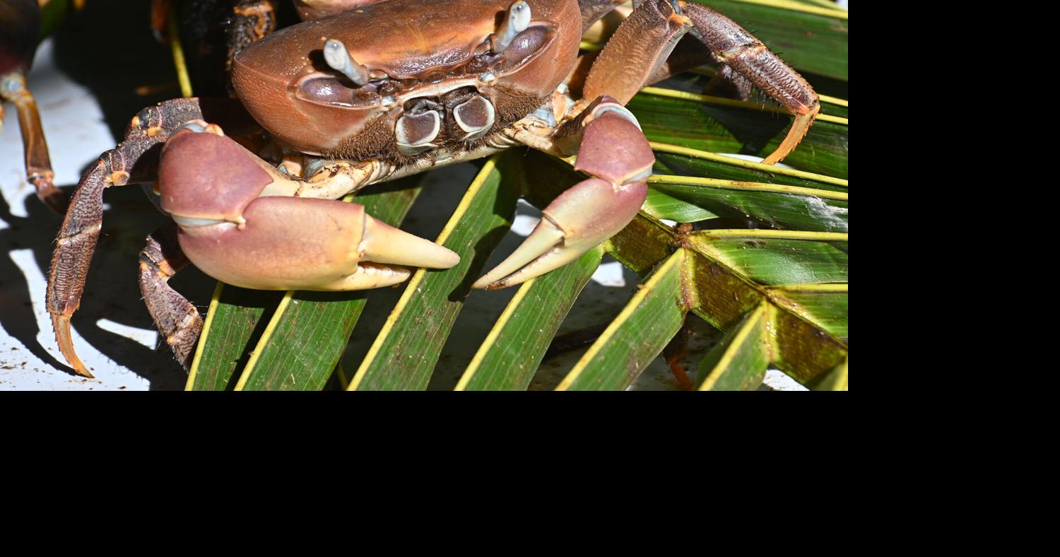 Malesso' Crab Festival returns with focus on land events, cultural ...