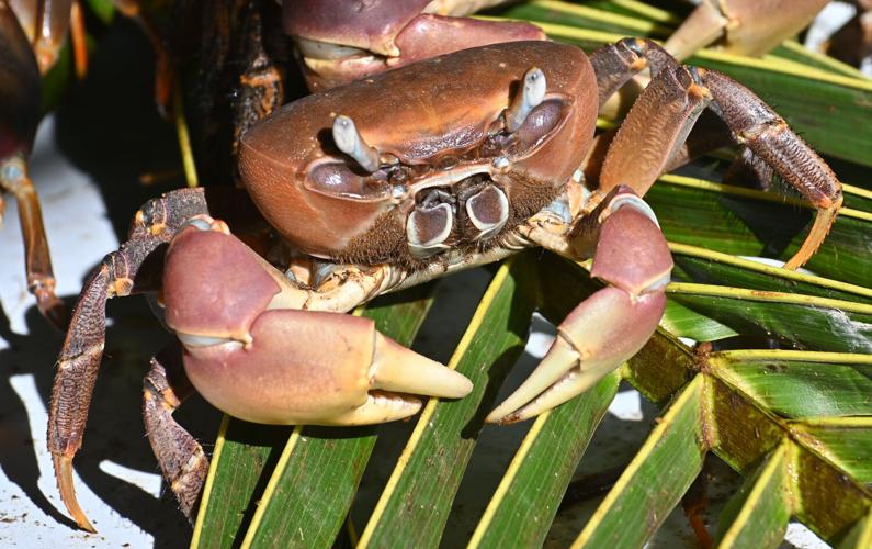 Malesso' Crab Festival returns with focus on land events, cultural ...