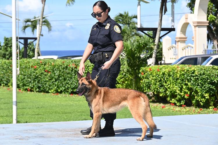 Law enforcement welcomes new drug detector dogs to the island | Local ...
